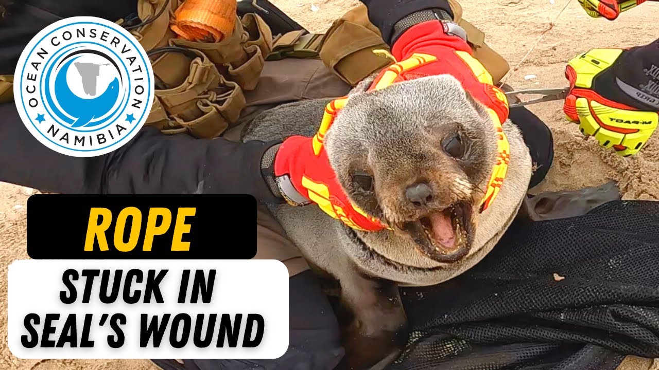 Rope Stuck in Seal's Wound - YouTube