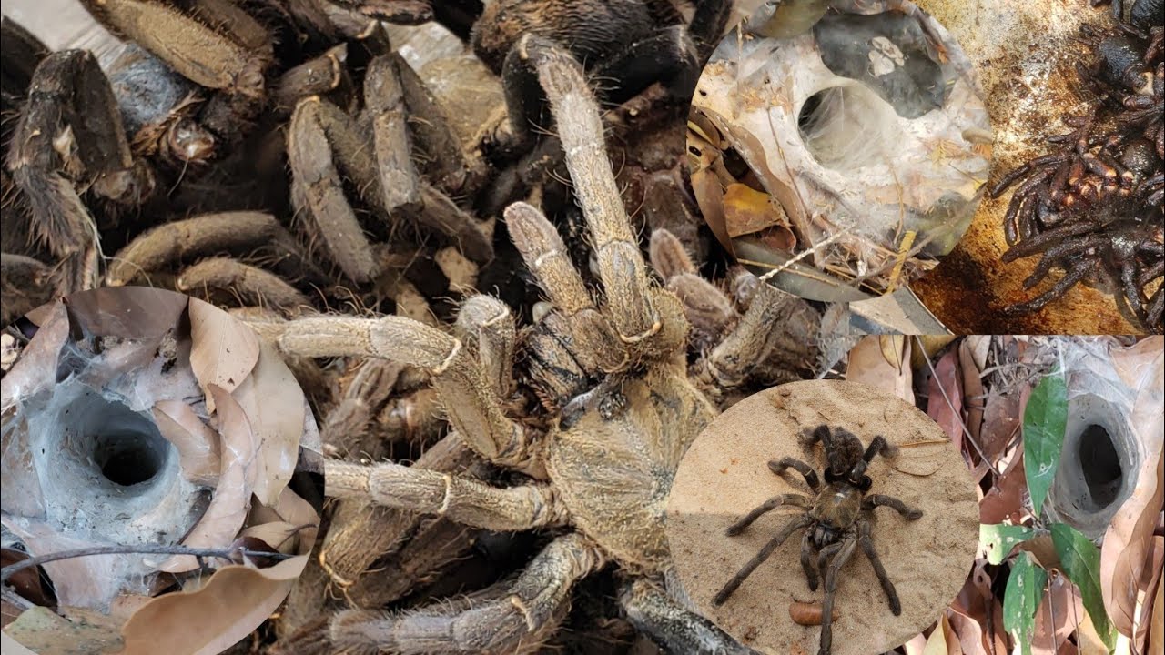 looking Tarantulas in land and making food ##foodie #food ##cooking ## ...