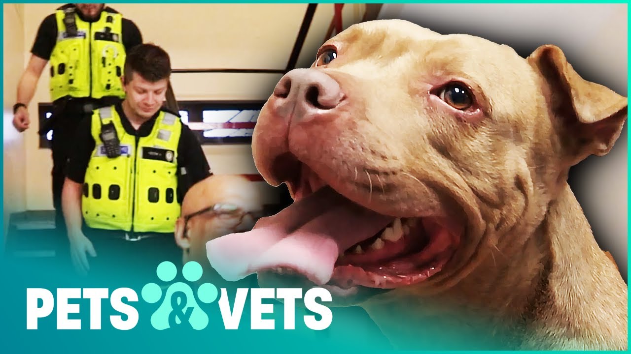 Pitbull Gets Saved During A Police Raid | Dog Rescuers | Pets & Vets ...
