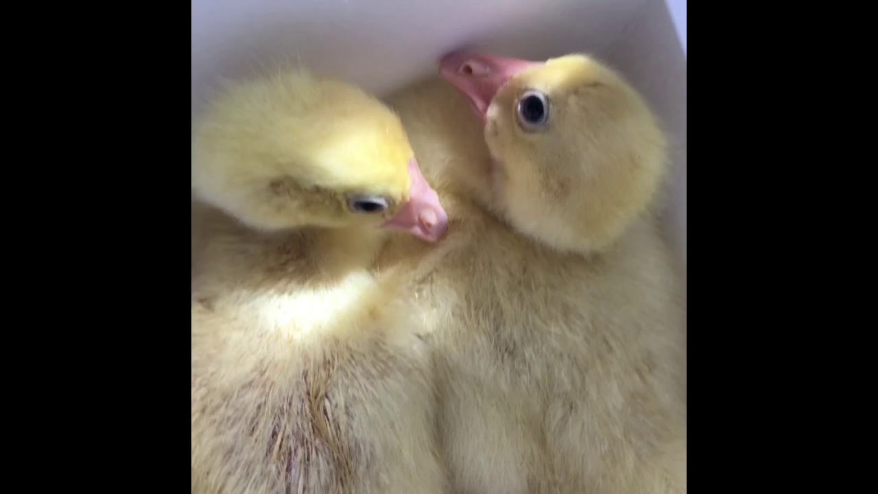 Comportamiento de gansos de bebés a adultos - YouTube