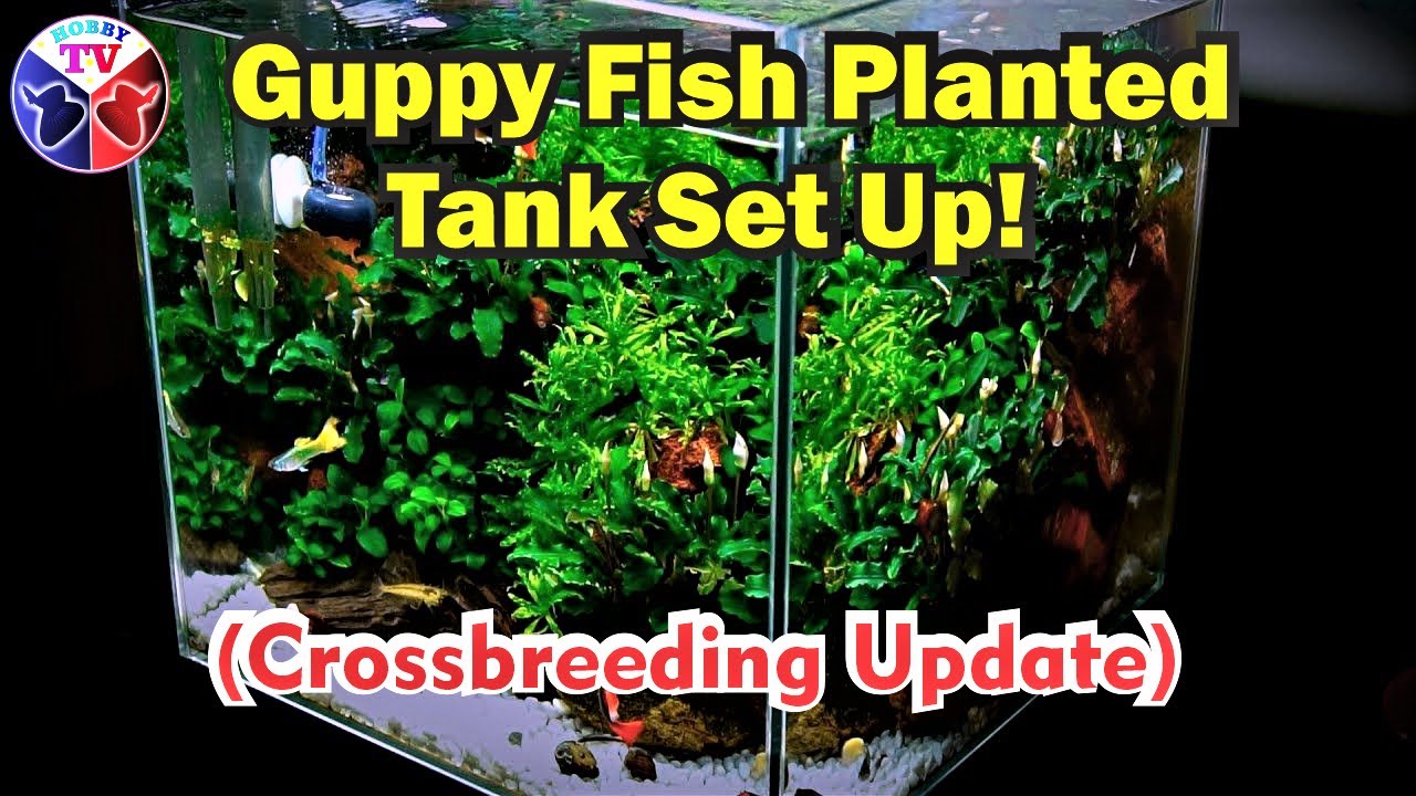 Guppy Fish Crossbreeding Update & Planted Tank Set Up Using Garden Soil ...