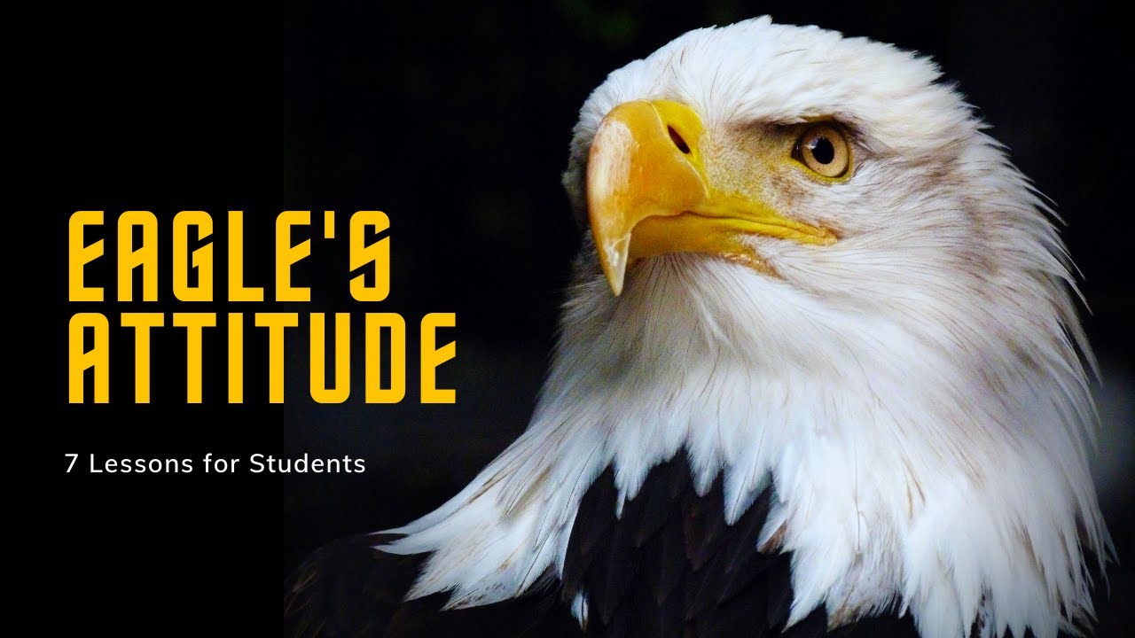 The Eagle Mentality | 7 Lessons for Students from an Eagle's Life - YouTube