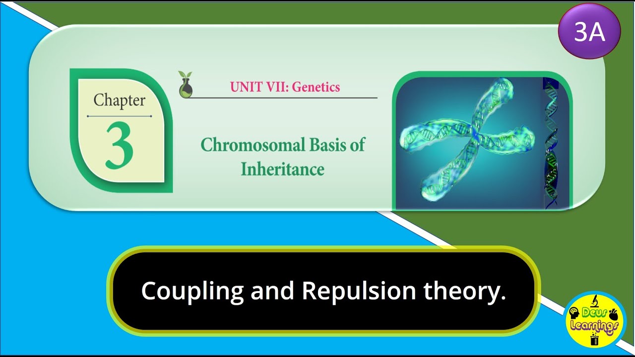 Coupling Repulsion Theory (Chromosomal Basis of Inheritance) | Tamil ...