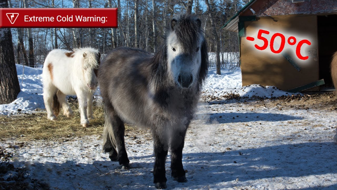 Cold Winter Animals Feeding Routine - YouTube