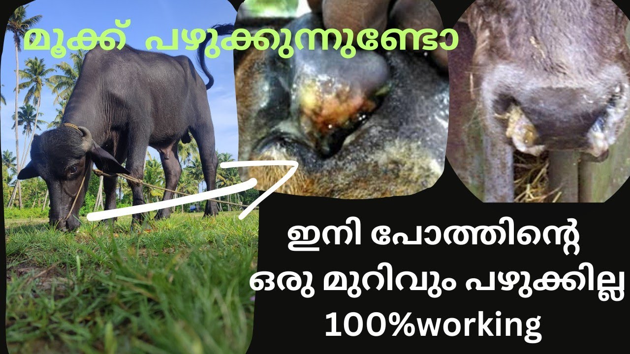 pothinte mook pazhuthal |poth valarthal malayalam|how to cure cattle ...