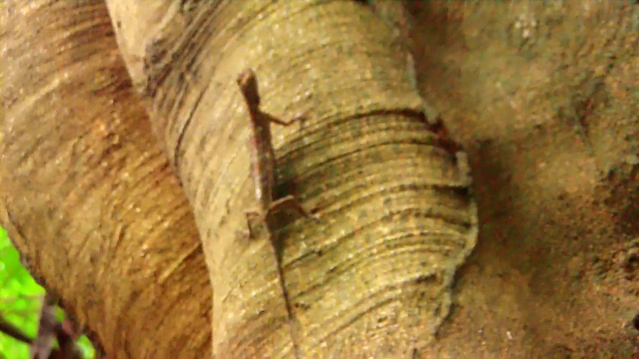 Cekibar Kampung/Cicak Terbang/Tlarap/Haphap(Draco volans) - YouTube