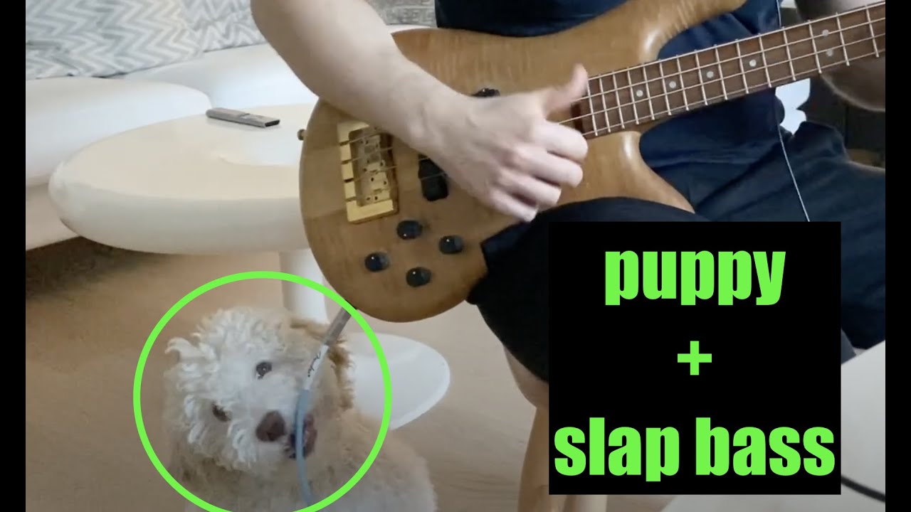 Puppy listens to slap bass - YouTube