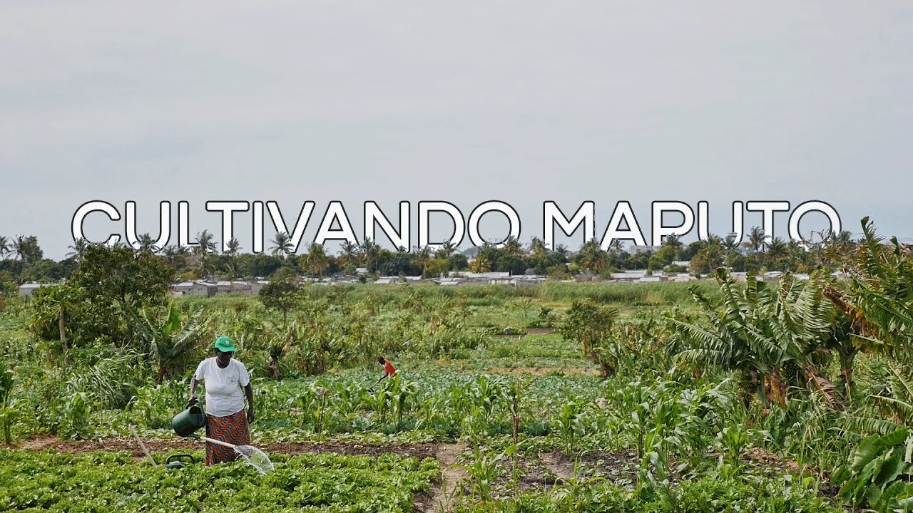 Cultivando Maputo (2018) - YouTube