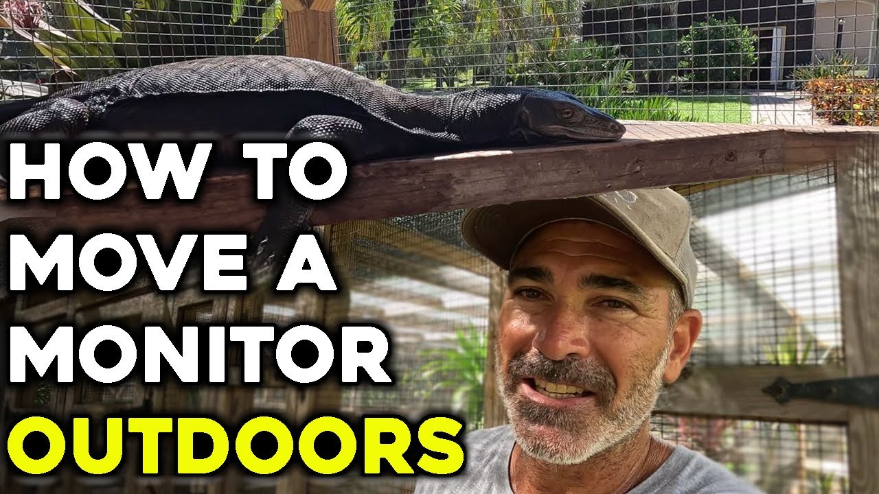 How to Transition a Monitor Lizard from Indoors to Outdoors - YouTube