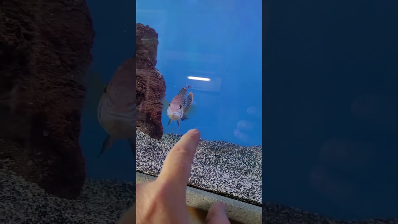 Green Terror cichlid or Gold Saum getting aggressive with me👊 #shorts ...