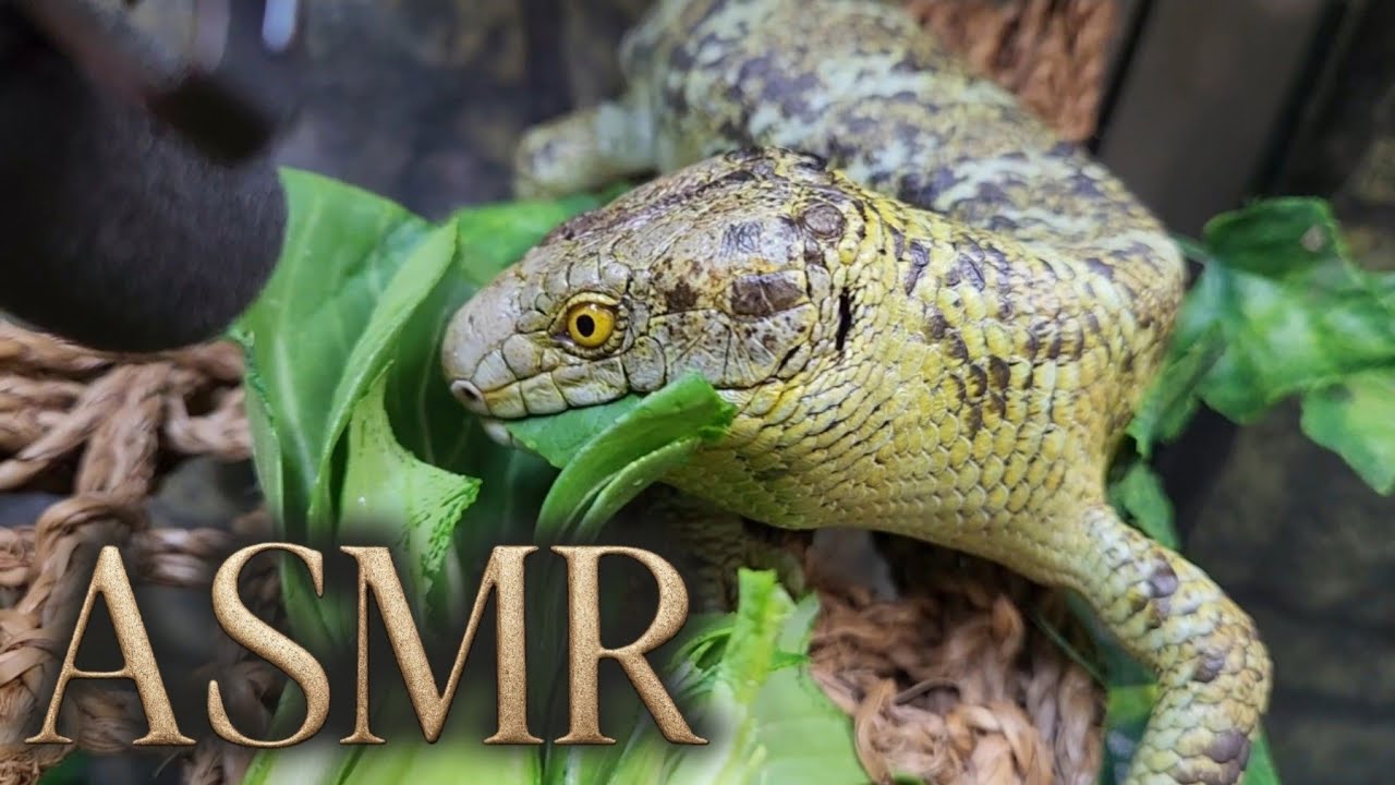 ASMR Lizard Mukbang 'Oi' and 'Ehobak' are Eating Food🦎🦎🦎Monkey Tail ...