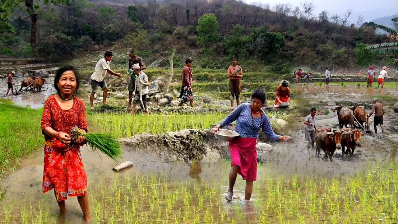 Wonderful Paddy Farming Life || Ep 01 || Beautiful Nepali Countryside ...