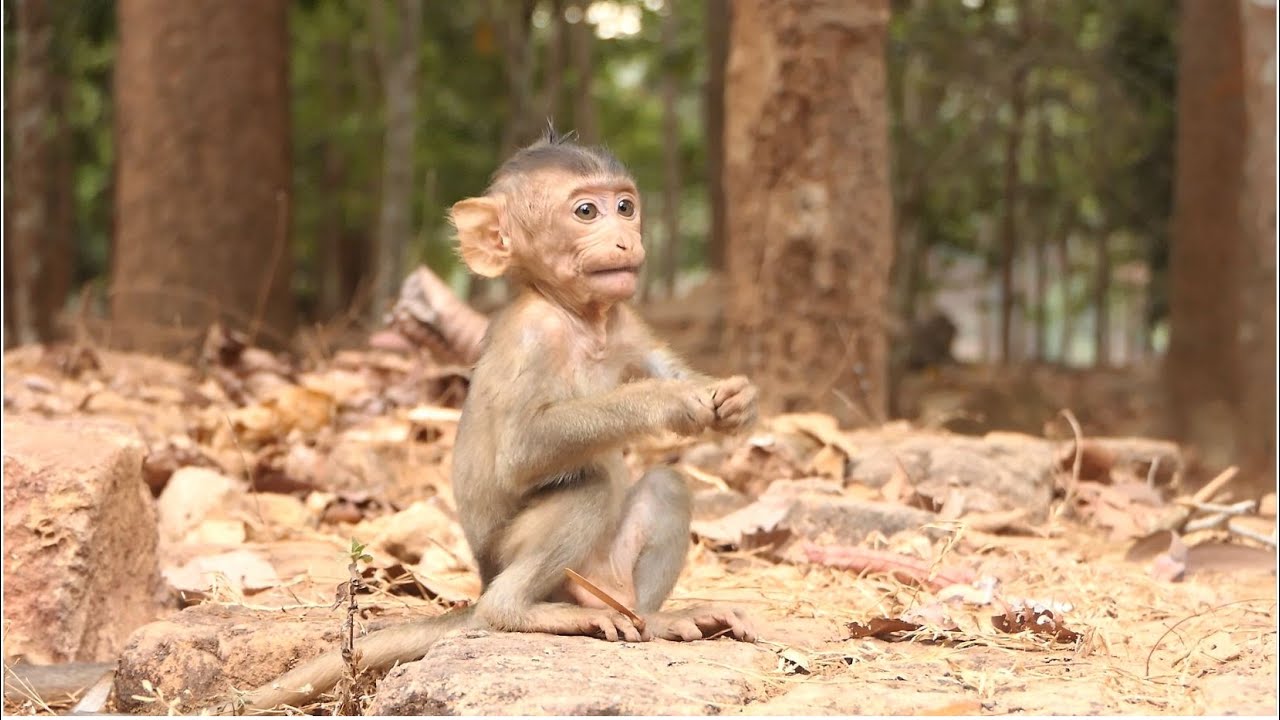 Notice Baby Astra Change Fur Become Golden Like Hybrid Monkey. What Do ...
