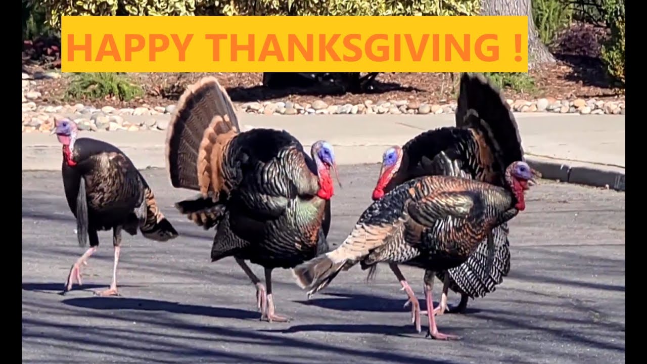 WILD TURKEYS LOOK FOR HENS TO MATE #thanksgiving #turkey #gobblegobble ...