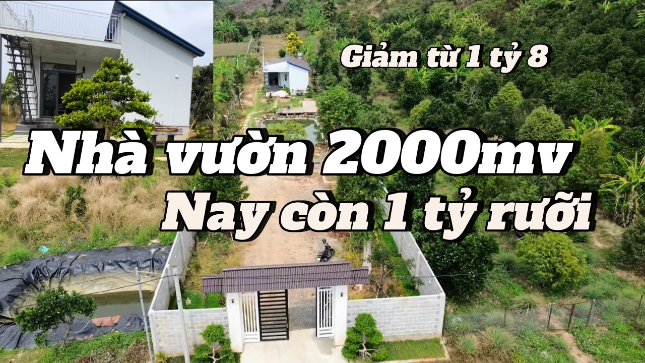 ĐÃ BÁN. NAY CÒN 1 tỷ 5 NHÀ VƯỜN AO CÁ ĐƯỜNG BÊ TÔNG GẦN QUỐC LỘ VÀ TIỆN ÍCH 2000mv 2 sào - YouTube