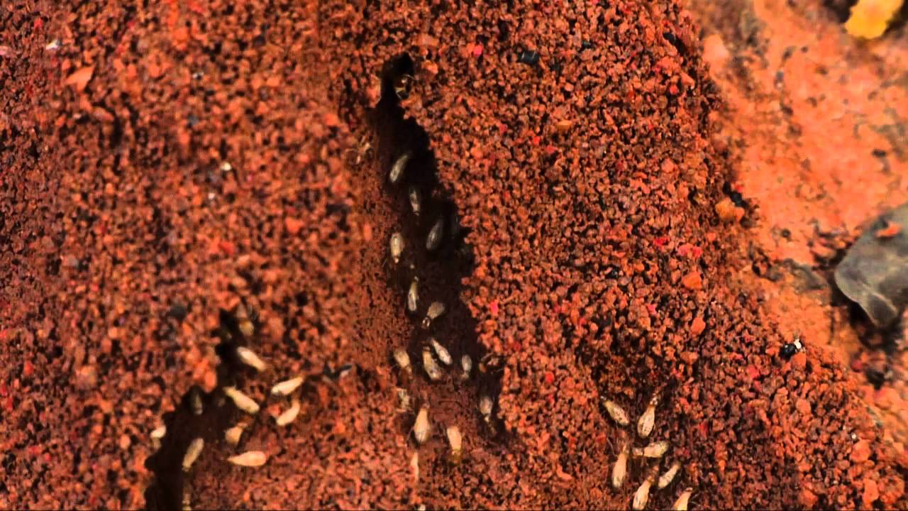 Information on Termites & Termite Colony - YouTube