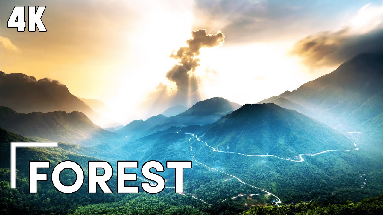 FOREST 4K | Nature Relaxation Film With Peaceful Relaxing Music 🌳 - YouTube