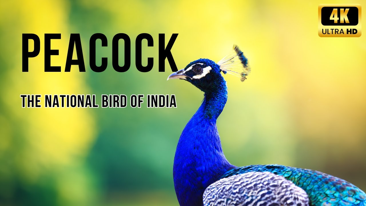 Indian National Bird Hd