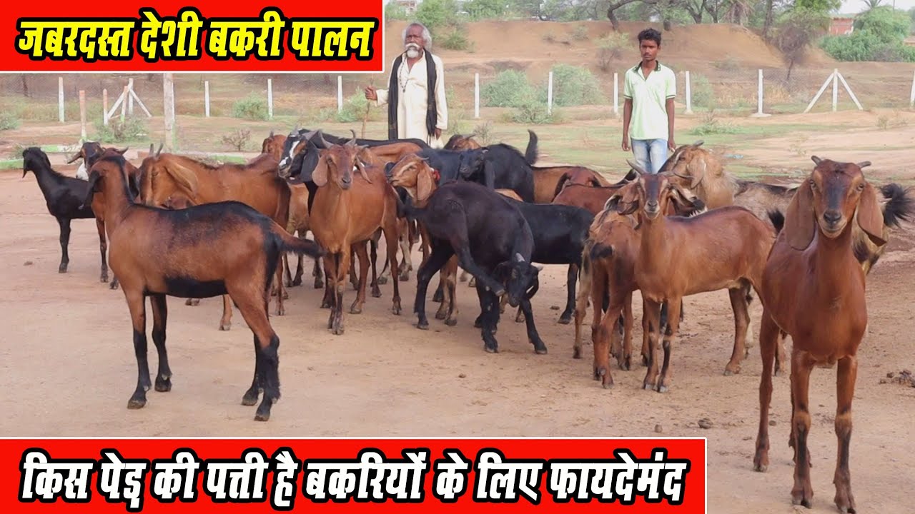 Deshi Bakri Palan ।। जबरदस्त देशी बकरी पालन। कौन सी पत्ती बकरियों के ...