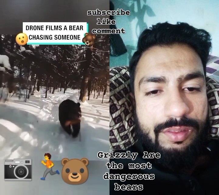 Drone Films Bear Chasing Someone #grizzlybears #chasing #someone #usa # ...