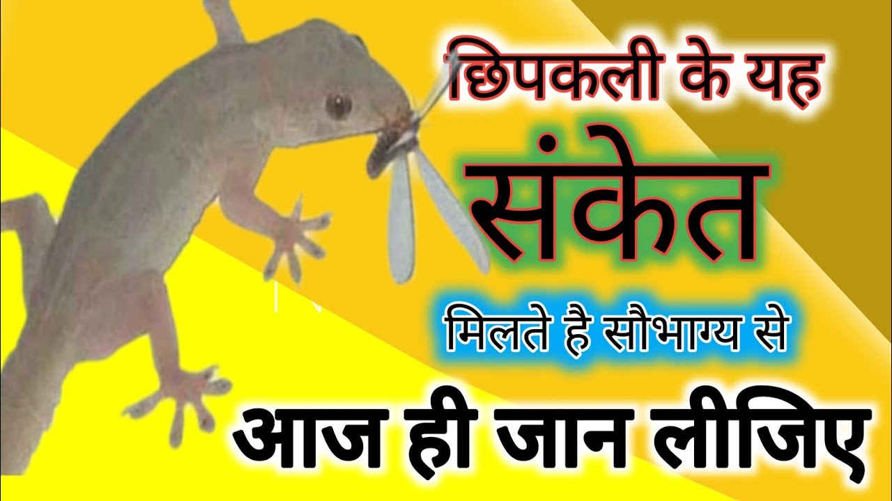 छिपकली के बताए हुए संकेत | Chipkali ke Saankeet धान || शास्त्र घर Vastu ...