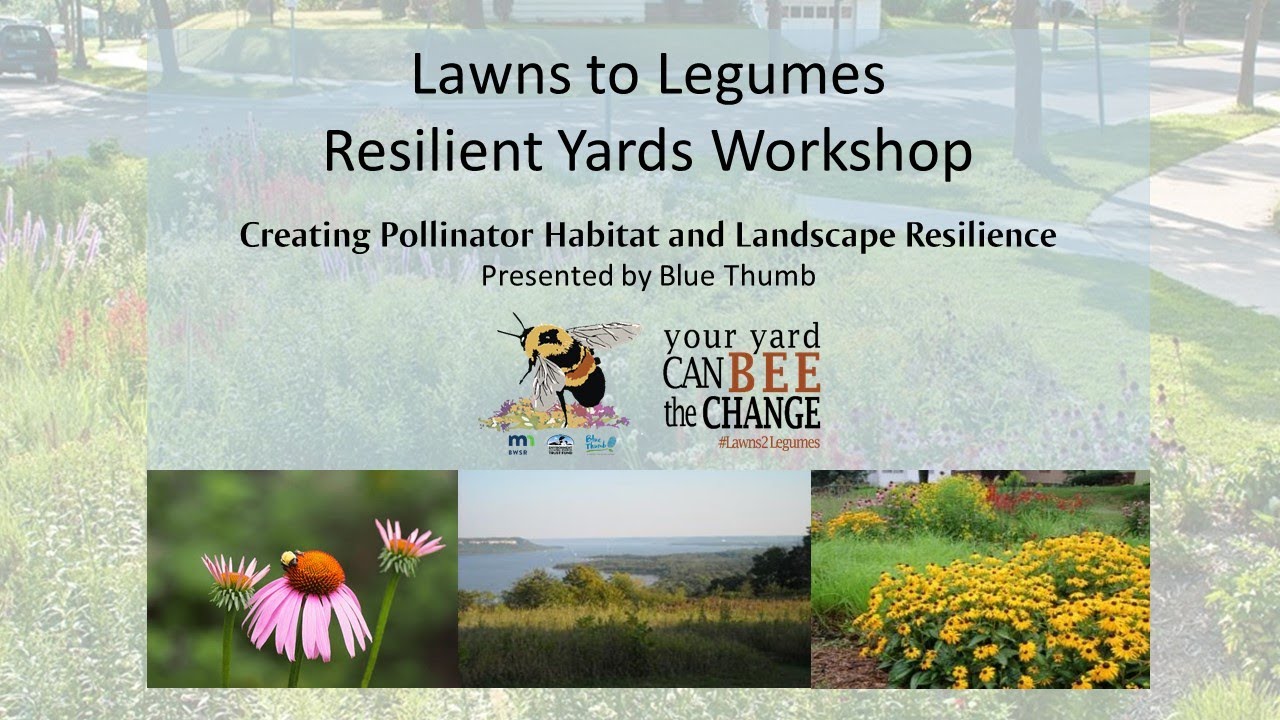 Lawns to Legumes Resilient Yards—Southeast Minnesota Webinar - YouTube