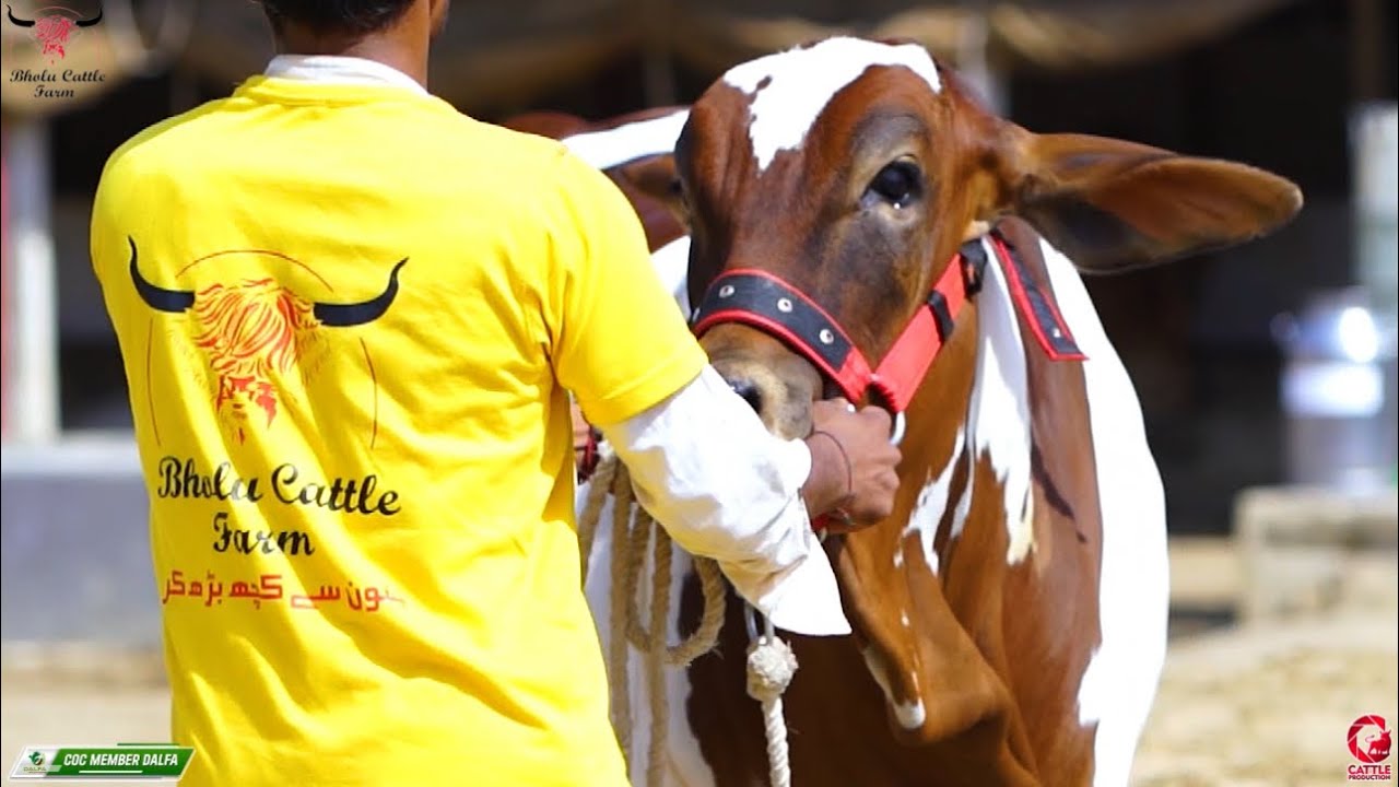 😍Presenting Gigantic Beauty of Our Farm 🤎 B U B B L Y 🤎🧡💛 BHOLU CATTLE ...