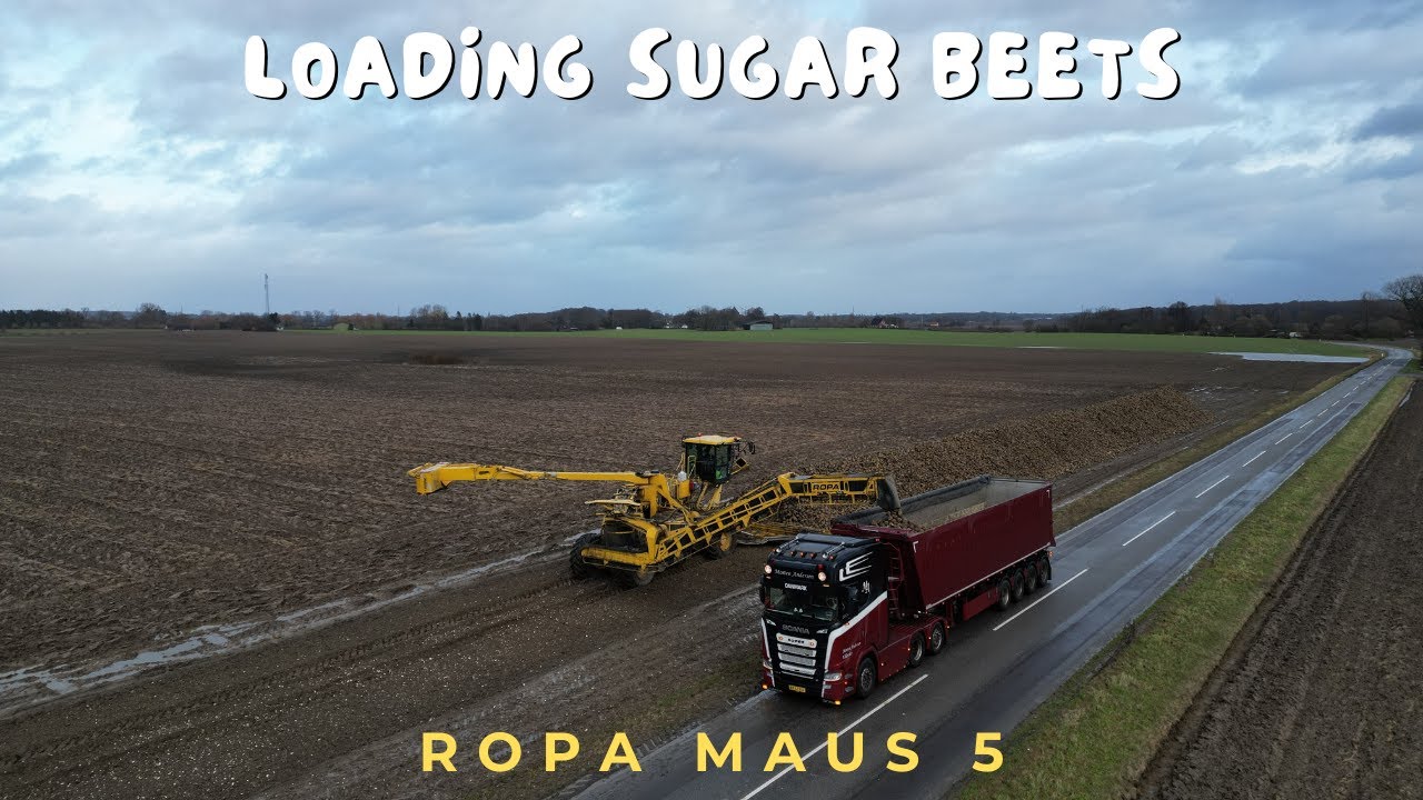 Loading Sugar Beets 2023 l Ropa Maus 5 - YouTube