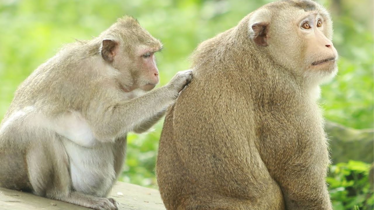 Handsome Banom Sit on Stone after Mama Princess Come To Meet on Oct 9 ...