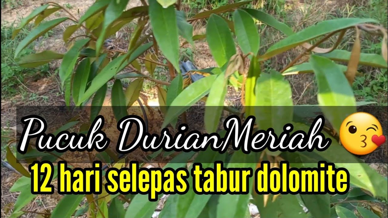 Keberkesanan dolomite kepada durian. Update 12 hari selepas tabur - YouTube