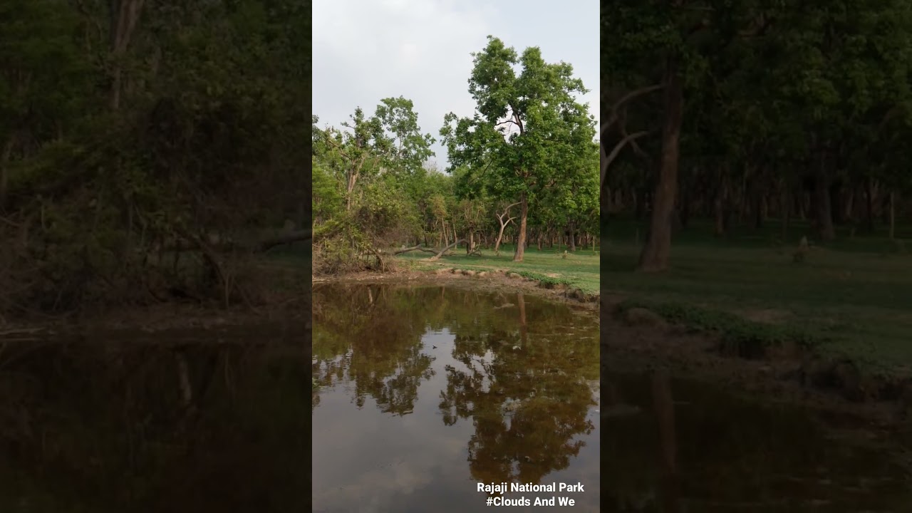Rajaji National Park Chilla - Haridwar - Natural pond #shorts - YouTube