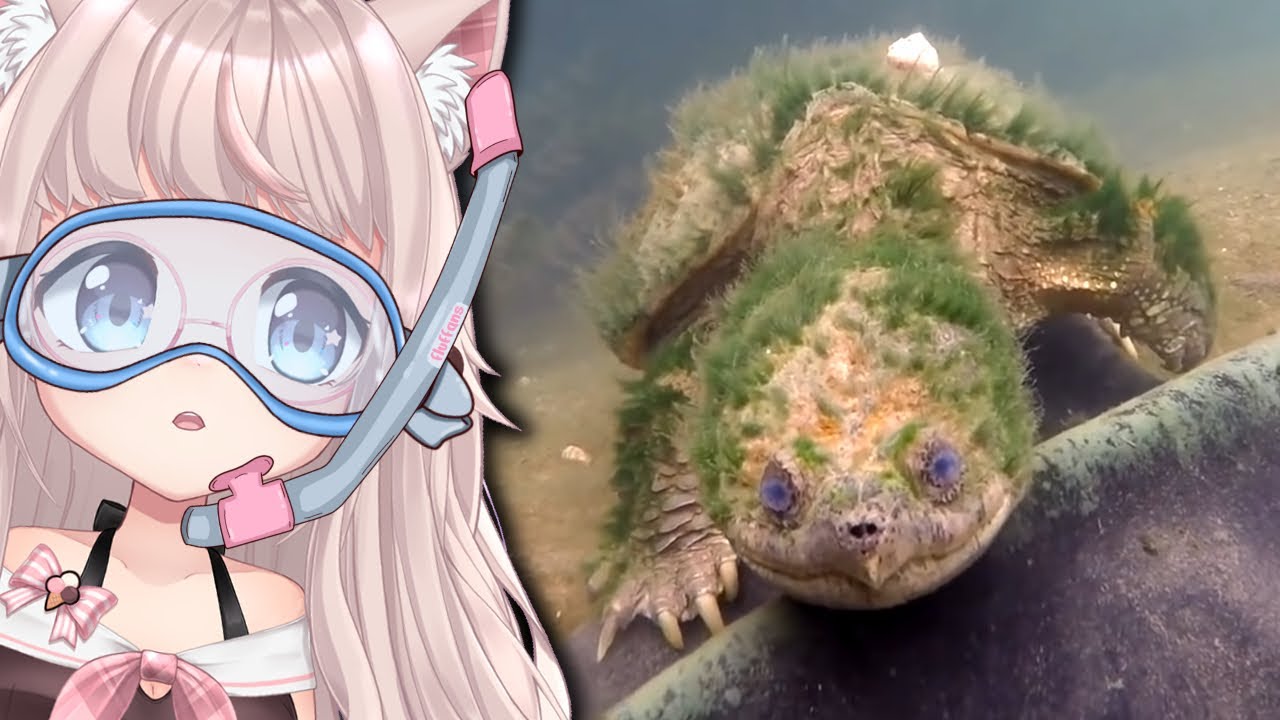 worlds oldest turtle? | VTuber Fuwa Reacts to Daily Dose of Internet ...