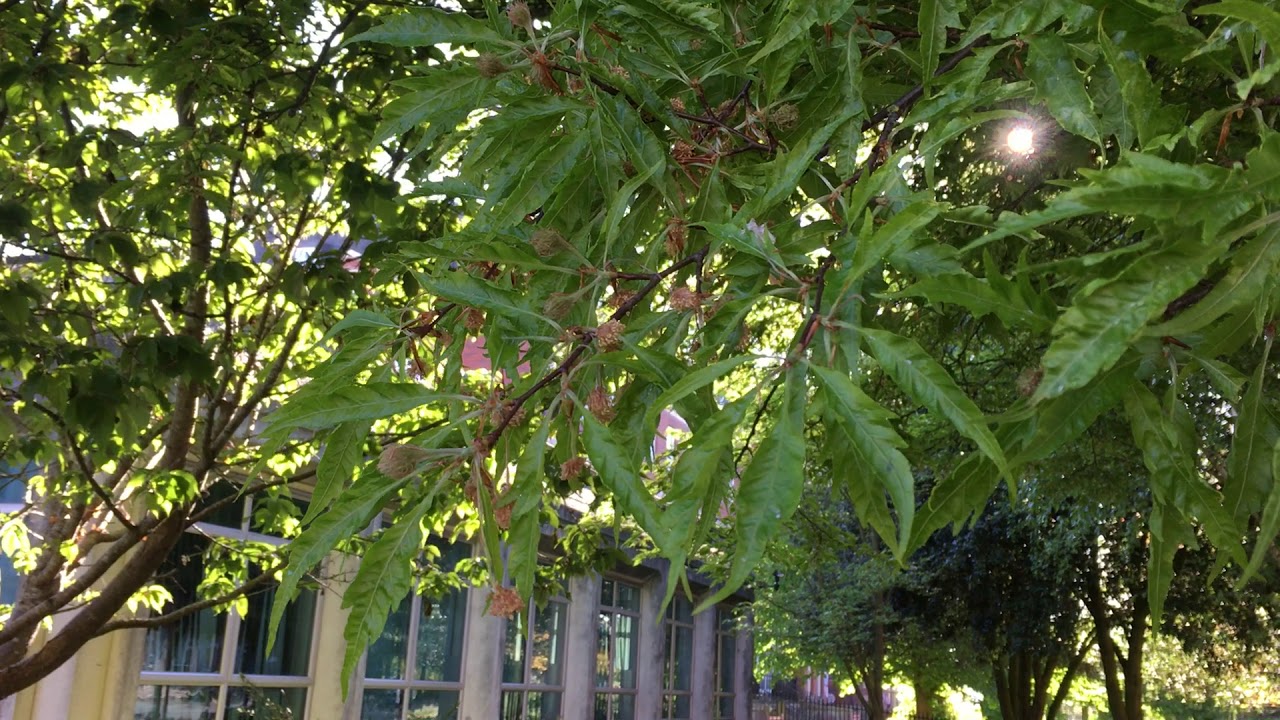 Fern-leaved Beech (Fagus sylvatica 'Asplenifolia') - leaves & male ...