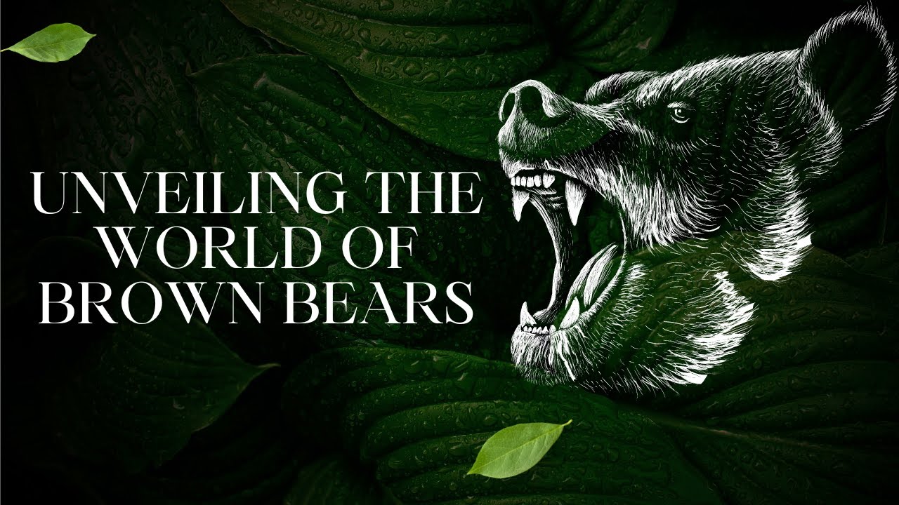 Untamed Majesty: Unveiling The World Of Brown Bears - YouTube