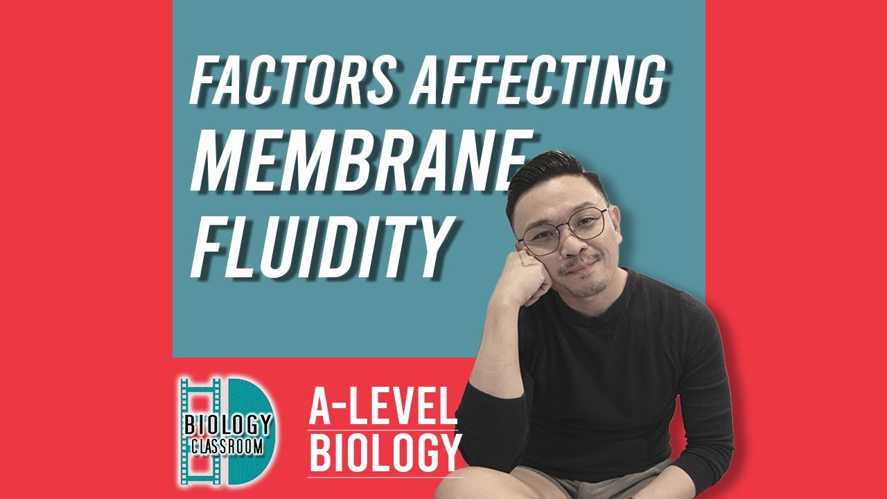 A-Level Biology - Factors affecting membrane fluidity - YouTube