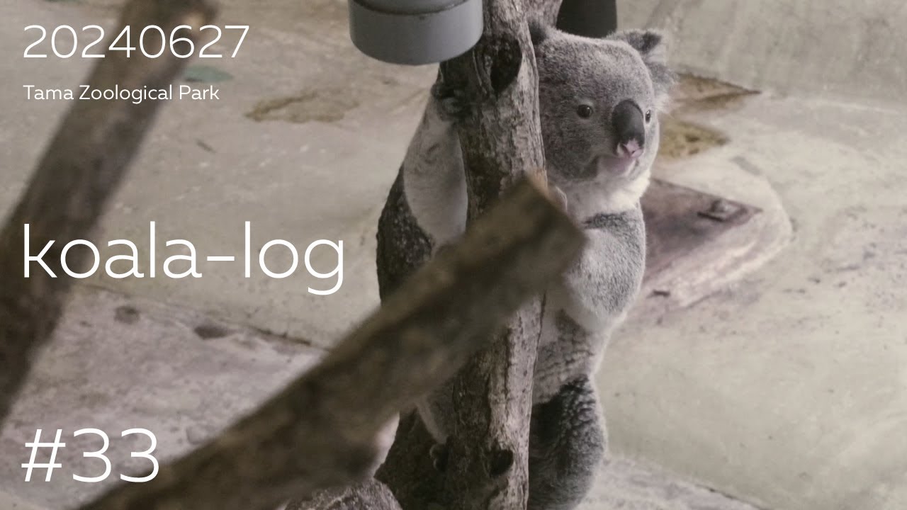 [koala-log] コアラログ #33 多摩動物公園 240627 🐨 - YouTube