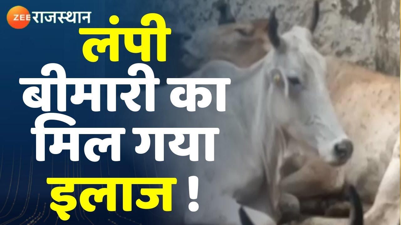 Lumpy Virus : लंपी बीमारी का मिल गया कारगर इलाज !। Lumpy Skin Disease। Lumpy Treatment। Top News ...