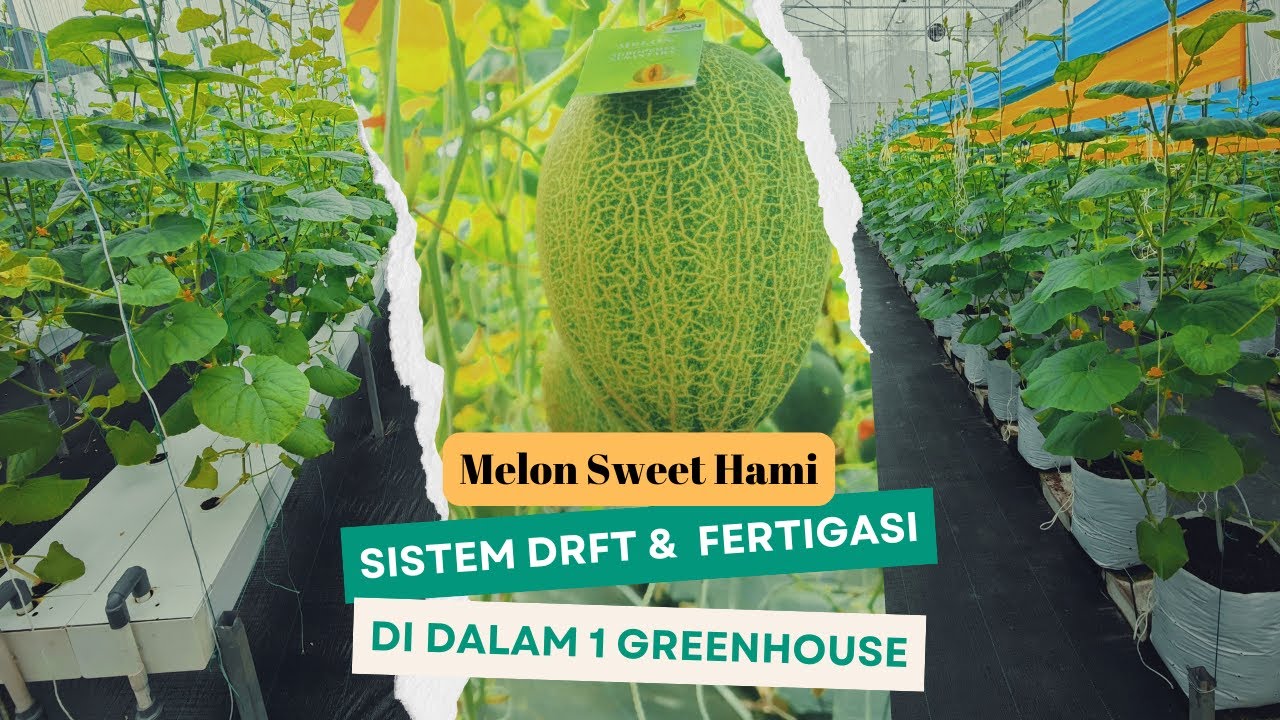 Budidaya Melon Sweet Hami dengan Sistem DRFT dan Sistem Fertigasi di ...