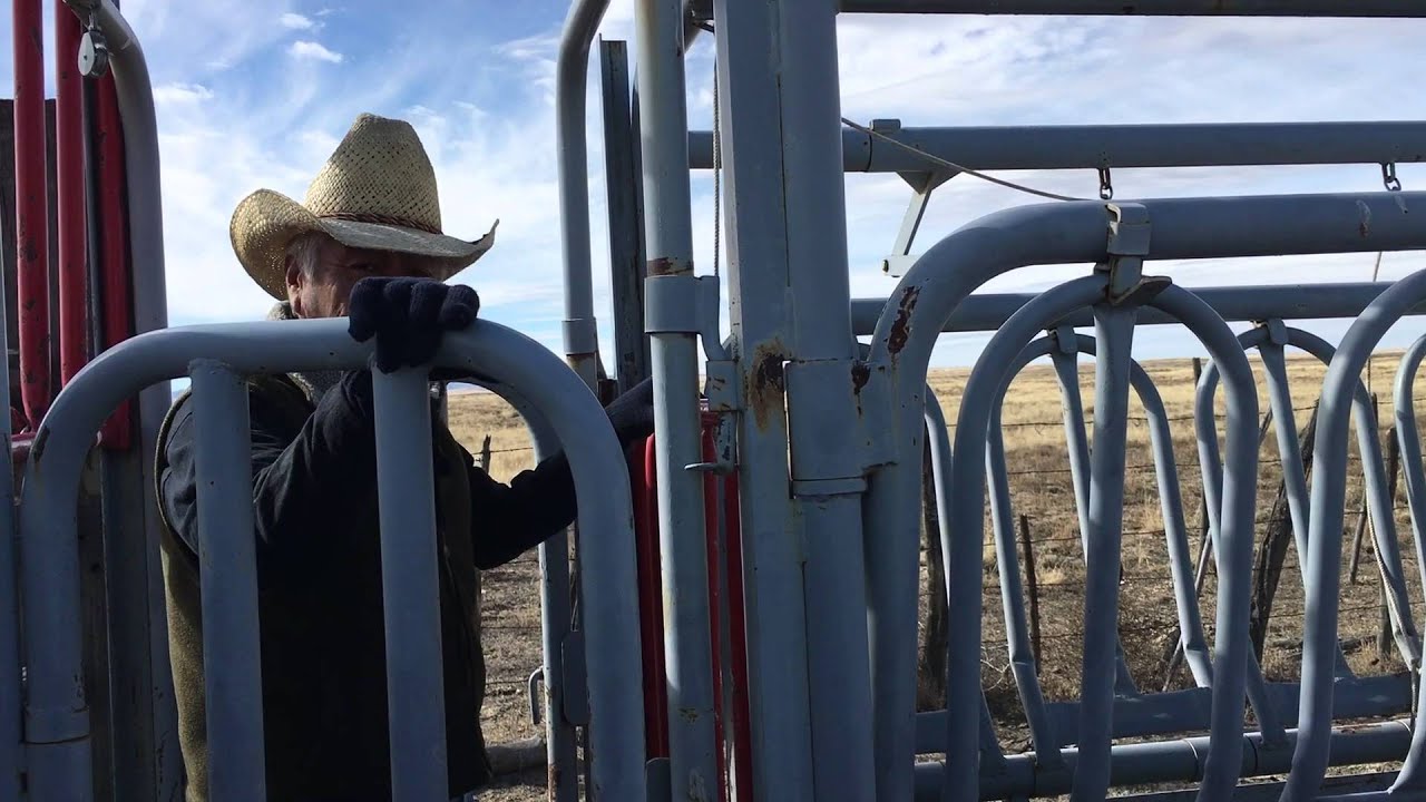 Manual squeeze chutes for Cattle - YouTube