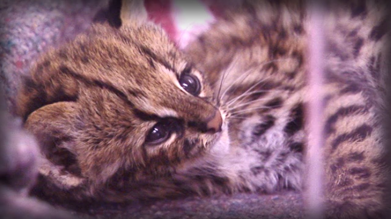 Worlds Cutest Baby Tiger Adorable Baby Tiger With Pacifier Cute Pet