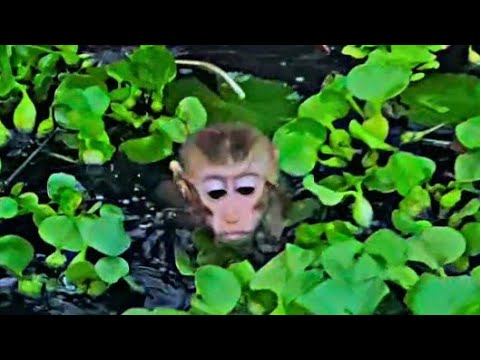 Monkey Yaya swims in the aquarium,Monkey,Monkey Yaya - YouTube