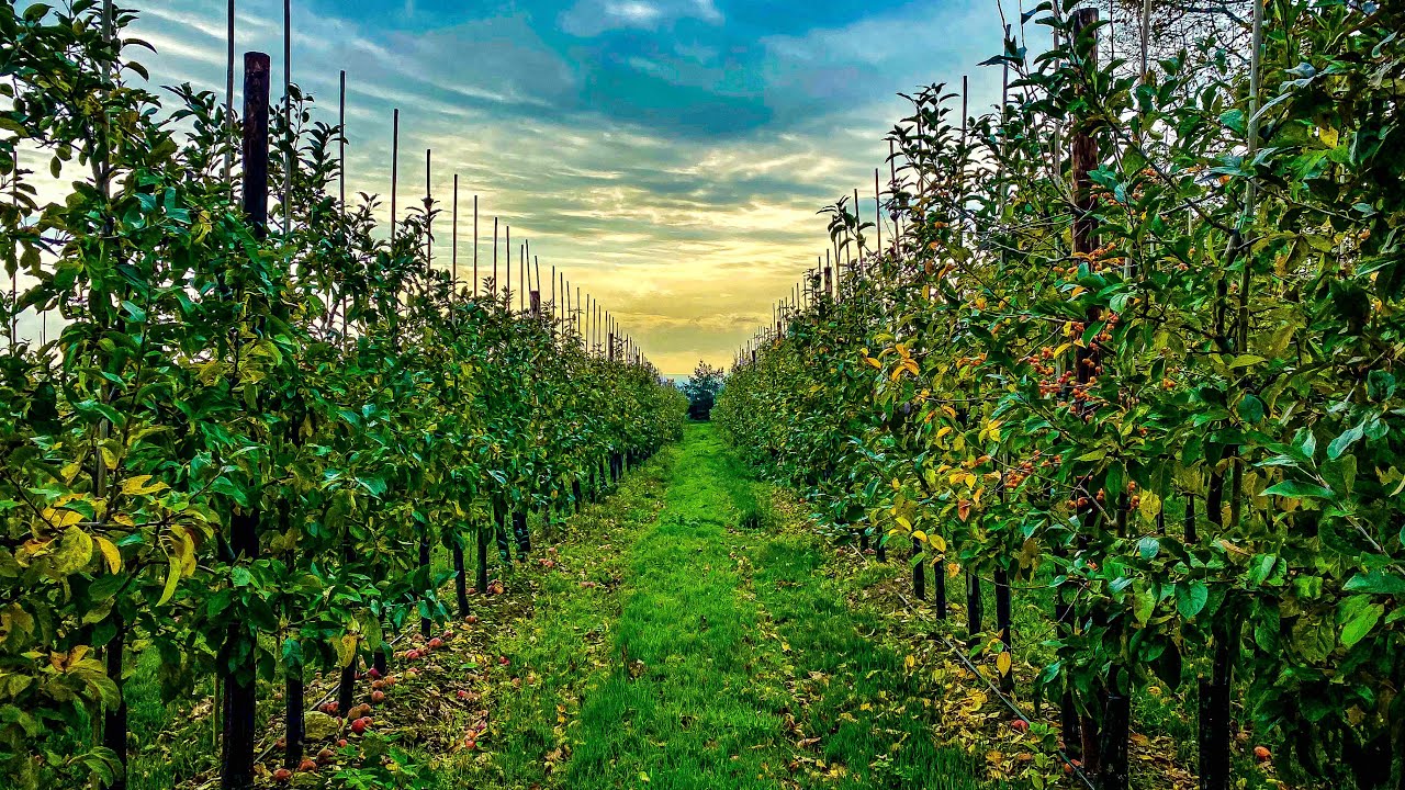 Walks in Kent. Cobham. - YouTube