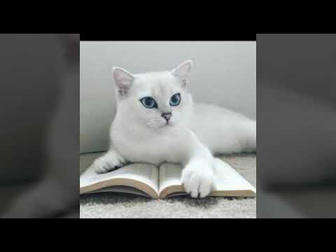 Dünyanın en güzel kedileri