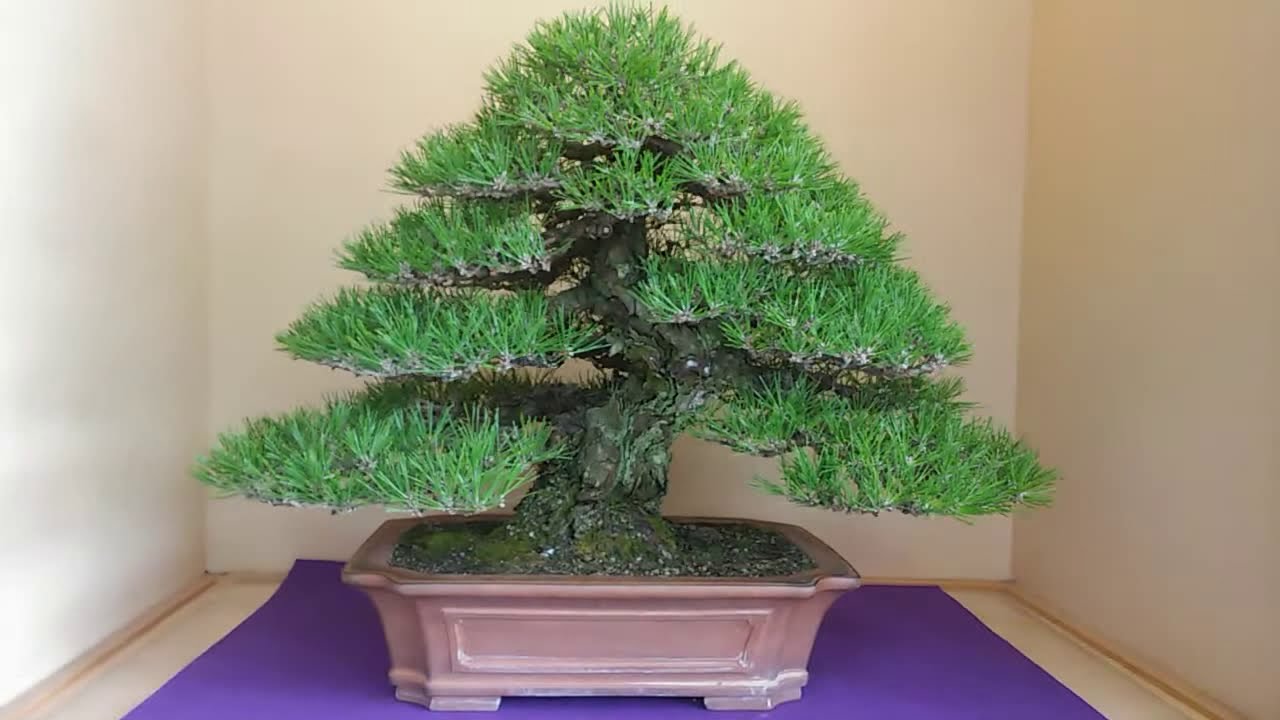 Kuromatsu Moyogui - YouTube