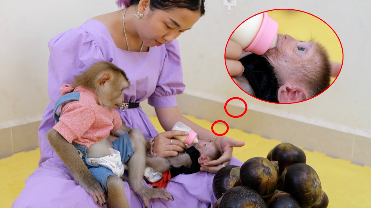 Monkey DouDou Very Jealous When Mom Have New Baby Monkey GiGi - YouTube