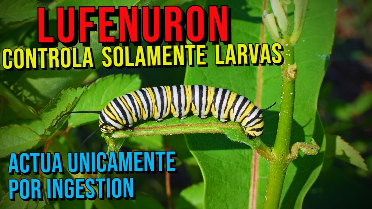 LUFENURON INSECTICIDA-¿Que es?-Caracteristicas-Modo de accion-Momento ...