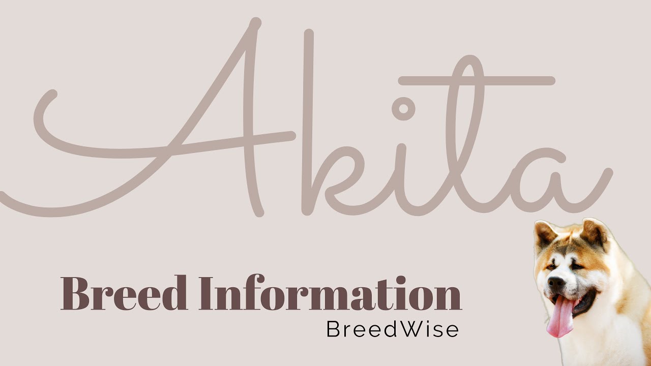 The Fascinating History and Characteristics of the Akita Dog Breed | A ...