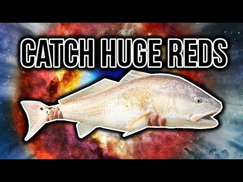 How to Surf Fishing for Redfish - Surf Fishing Tips