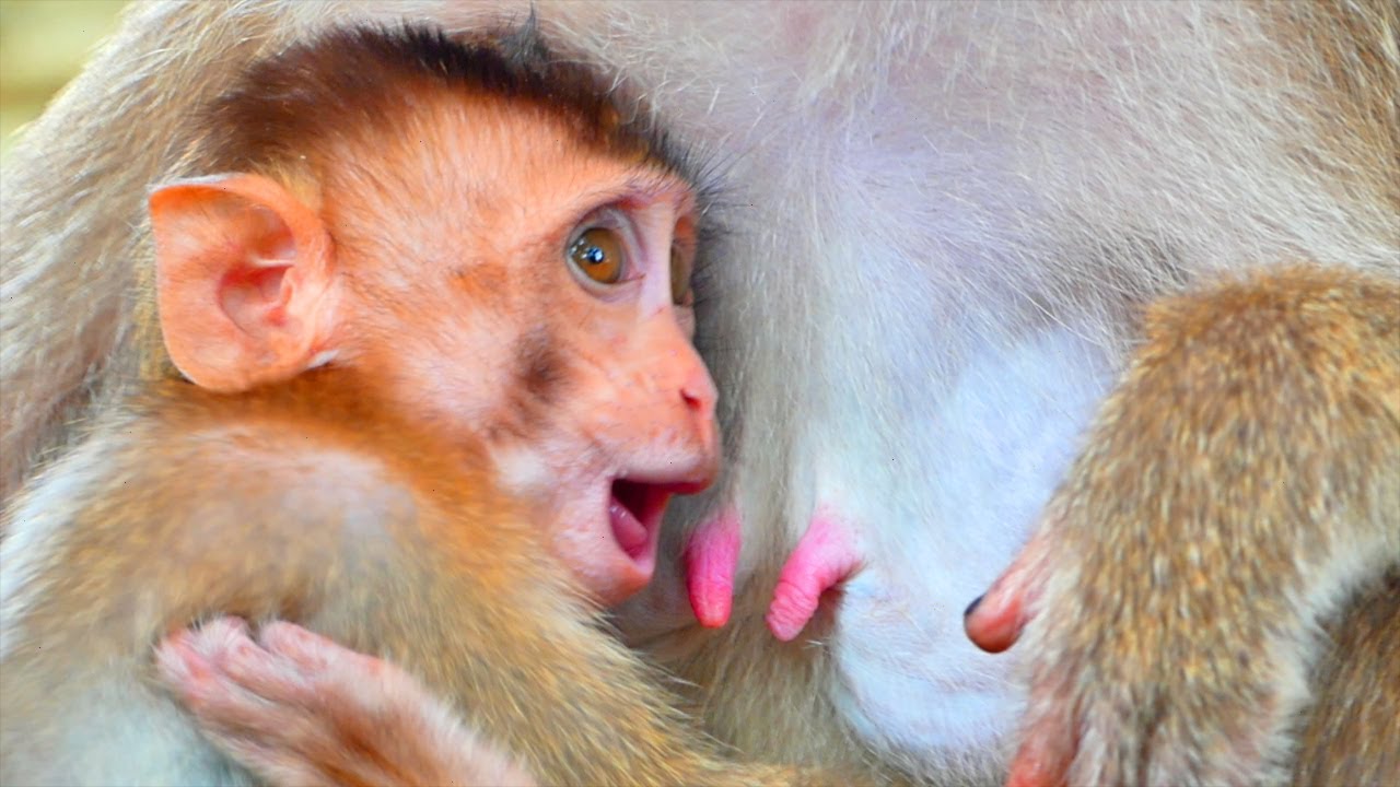 Very Sweet ! Baby monkey SABA drink milk from mom so sweet - when Mom ...
