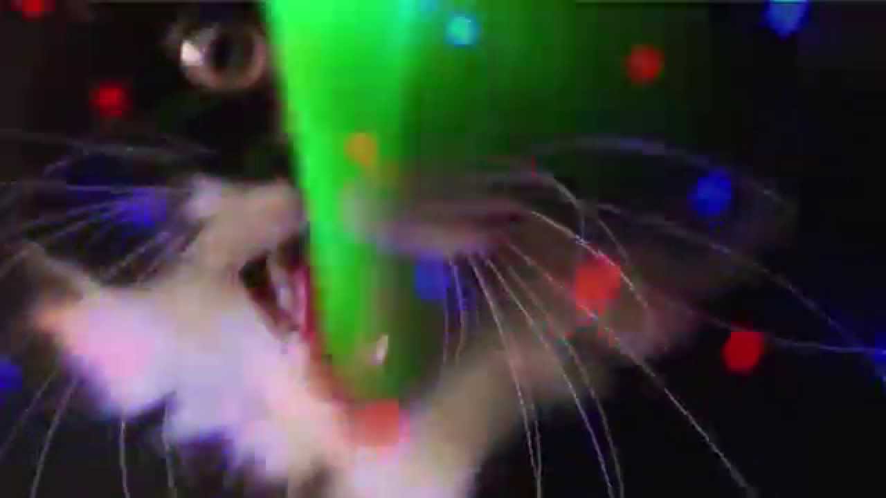 Meow Mix Song EDM Cat Remix Awesome - YouTube